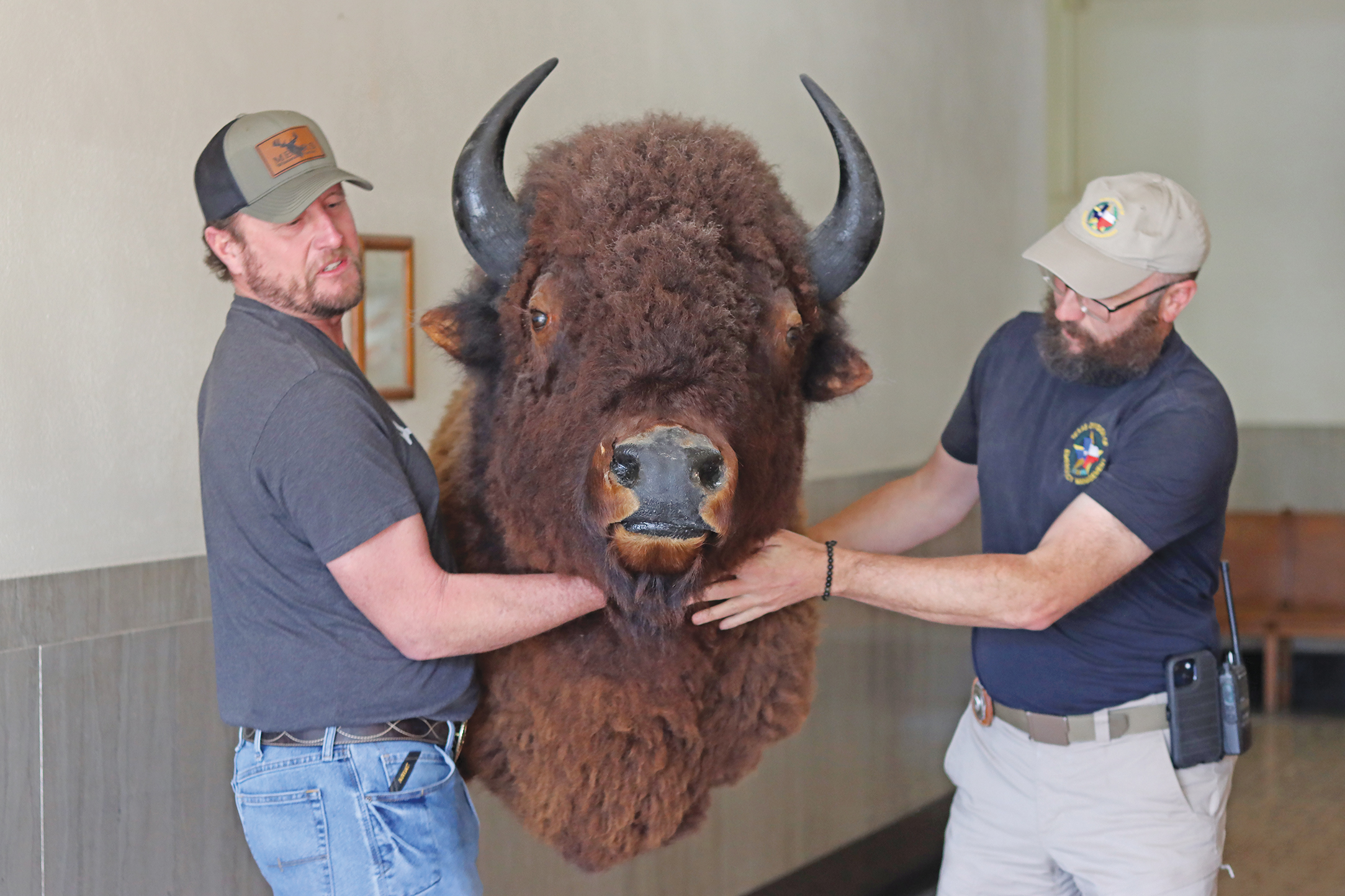Restoring a brave Texas buffalo: Cook continues uncle’s work by ...