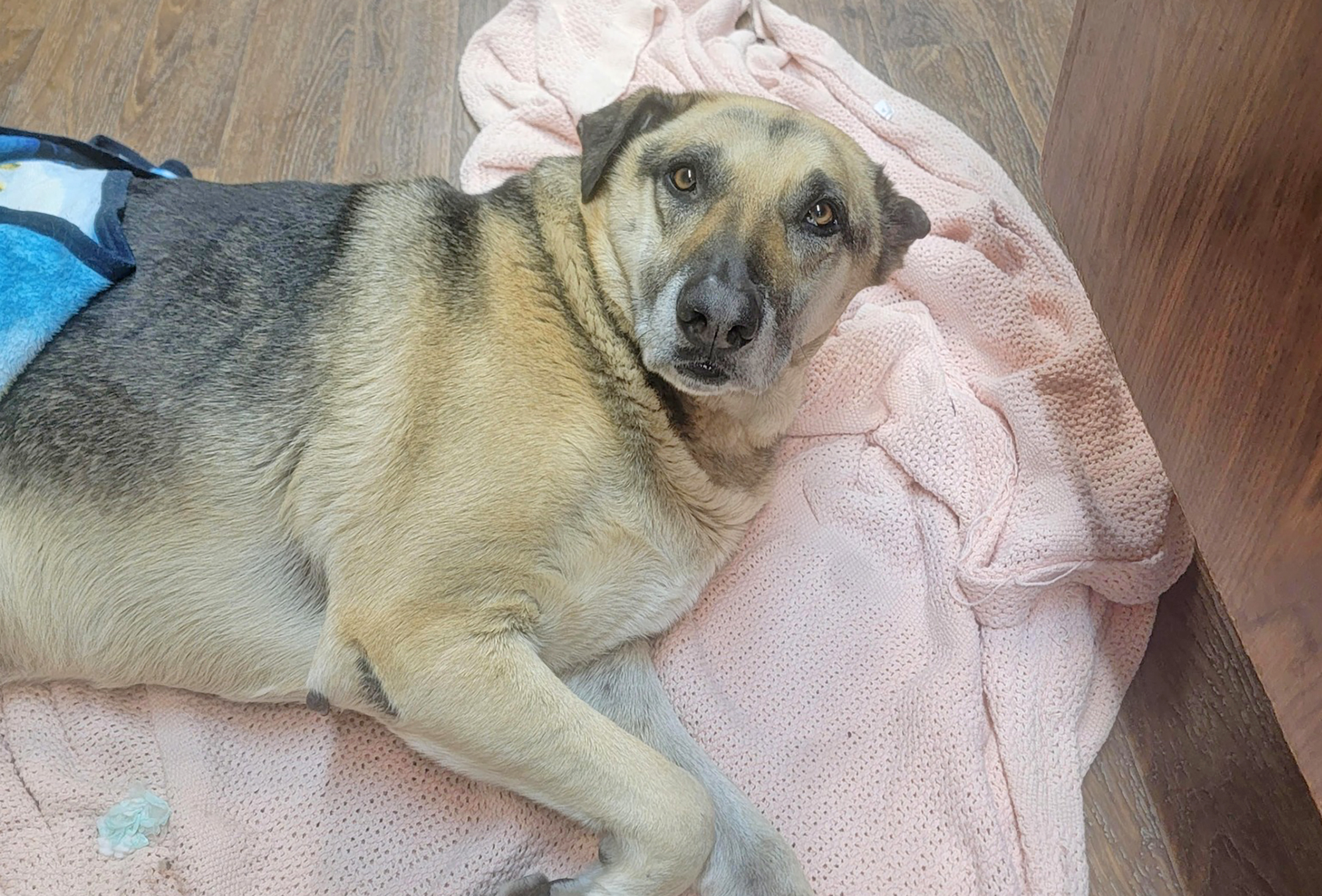Local entities partner to reunite injured dog with owner | The Graham ...